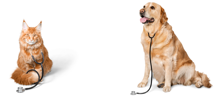 Mayville Animal Clinic - Vet in Pretoria North