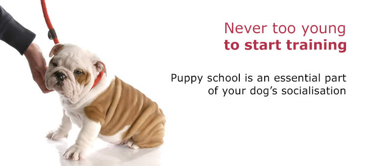 Mayville Animal Clinic - Vet in Pretoria North